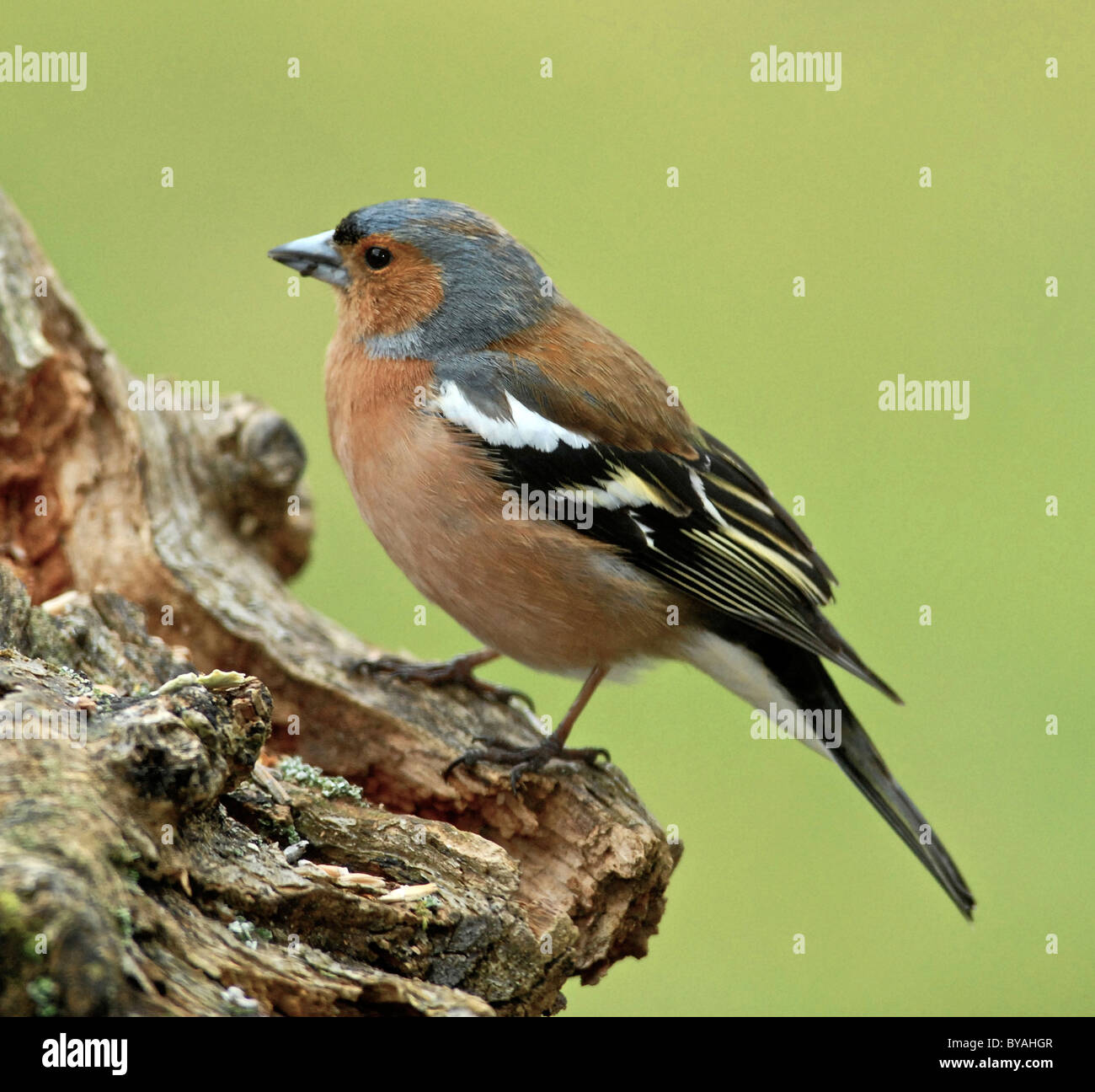 The chaffinch is the uks second commonest breeding bird hi-res stock ...
