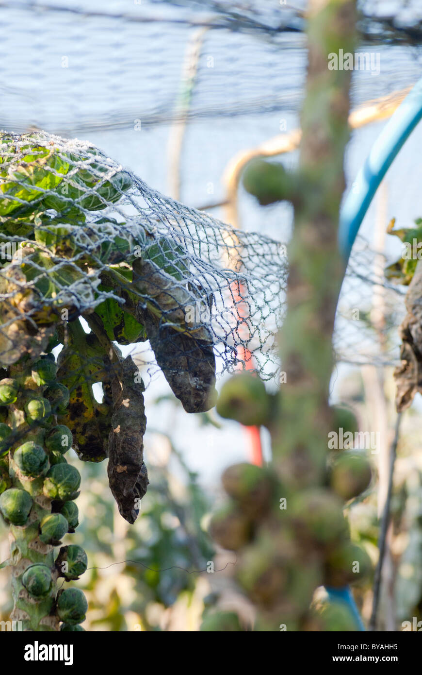 Brassicas netting hi-res stock photography and images - Alamy