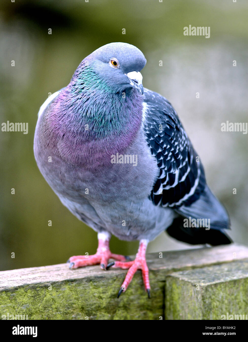 Pigeon Feral Pigeon (Columba livia) Common throughout the UK in ...