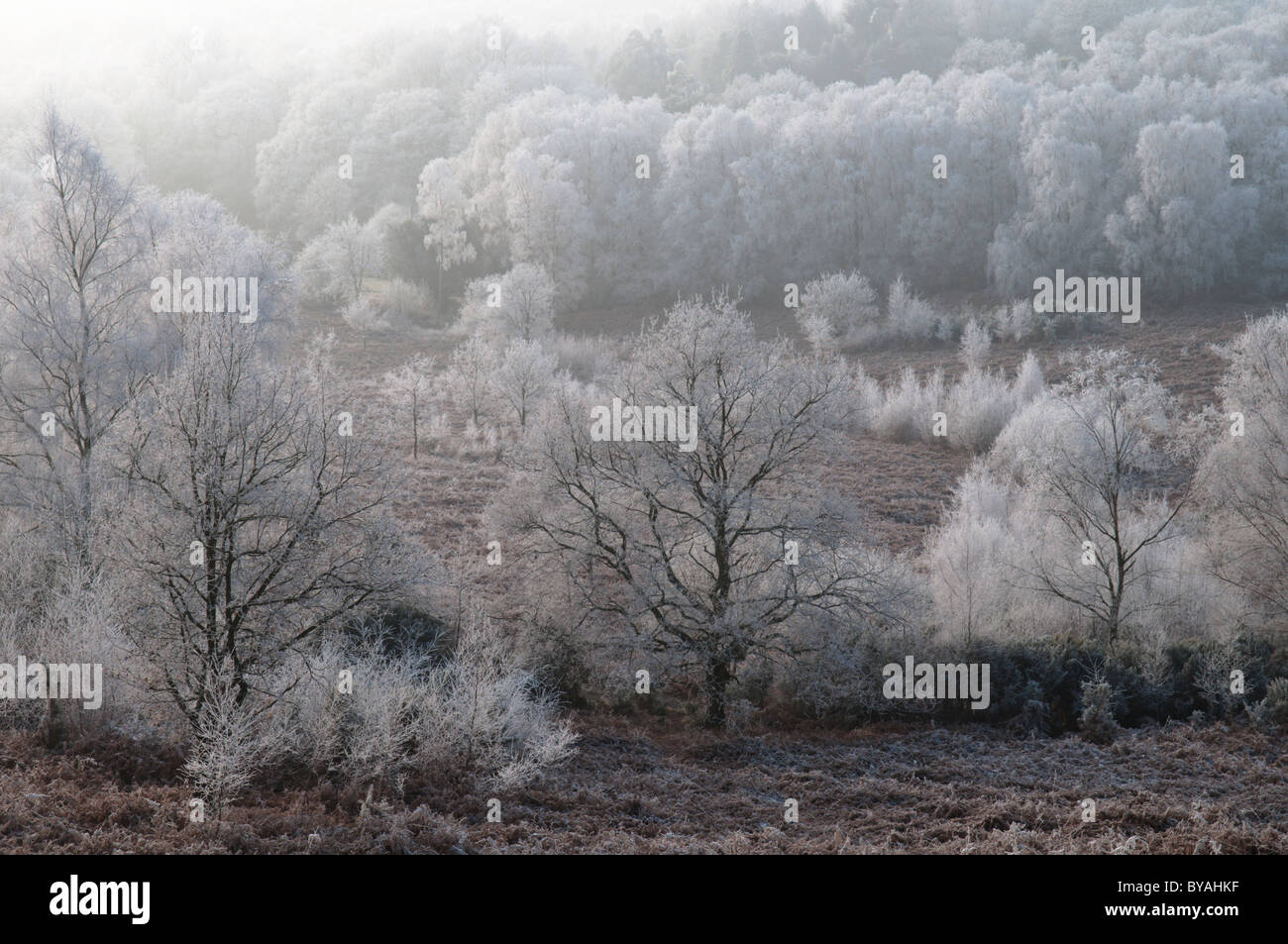 Midhurst common hi-res stock photography and images - Alamy