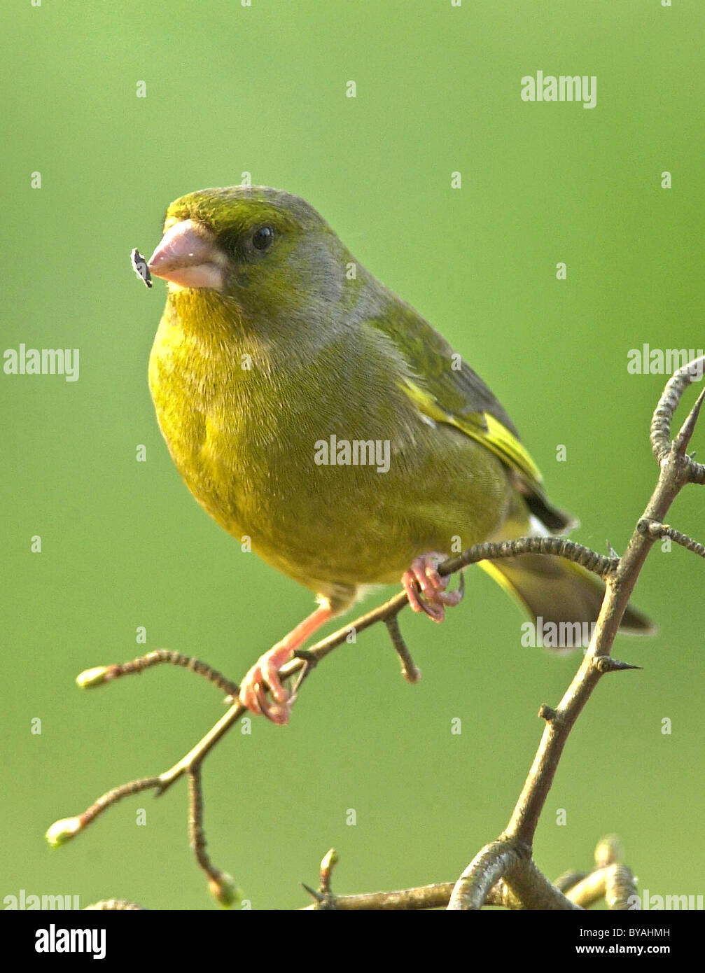 Carduelis chloris bird hi-res stock photography and images - Alamy