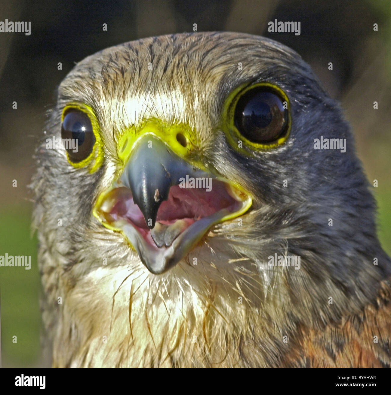 Kestrel (Falco tinnunculus) unpopular visitor to the garden bird table ...