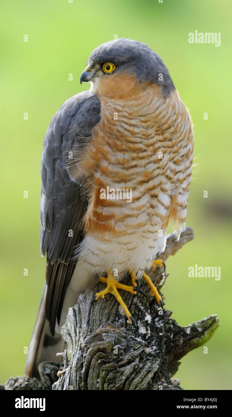 Killer hawk hi-res stock photography and images - Alamy
