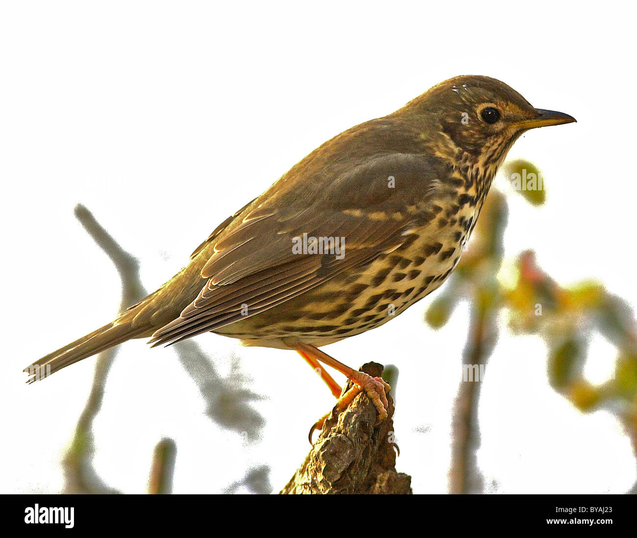 Thrush uk garden hi-res stock photography and images - Alamy