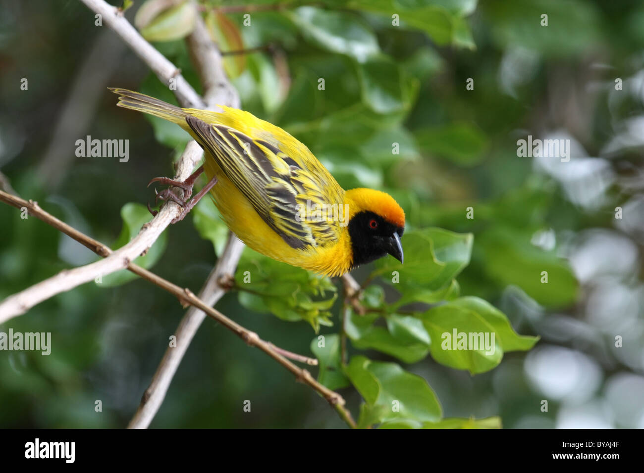 Greater weaver hi-res stock photography and images - Alamy