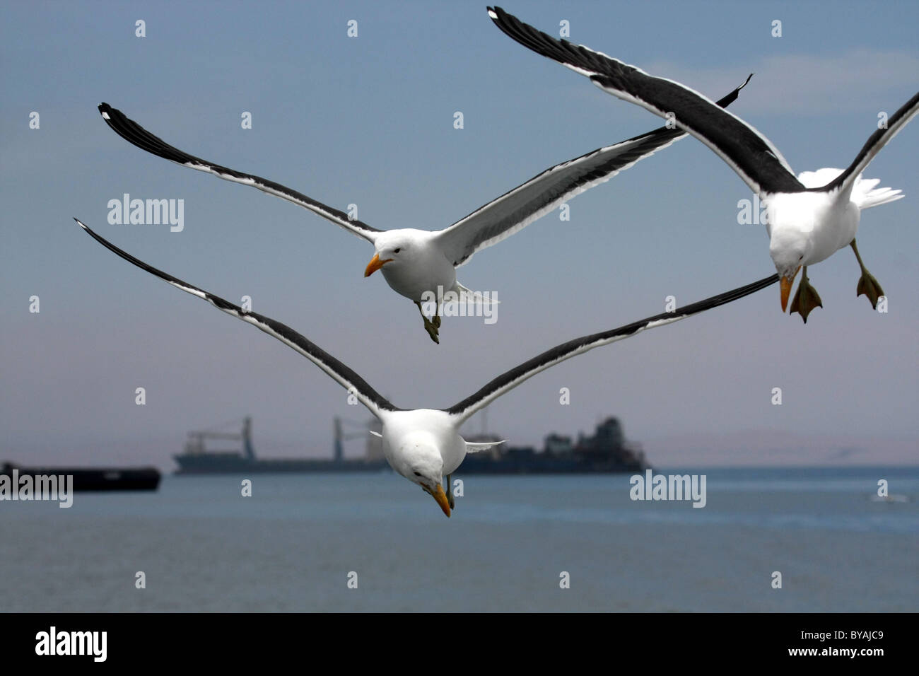 Seagulls in Flight Stock Photo - Alamy
