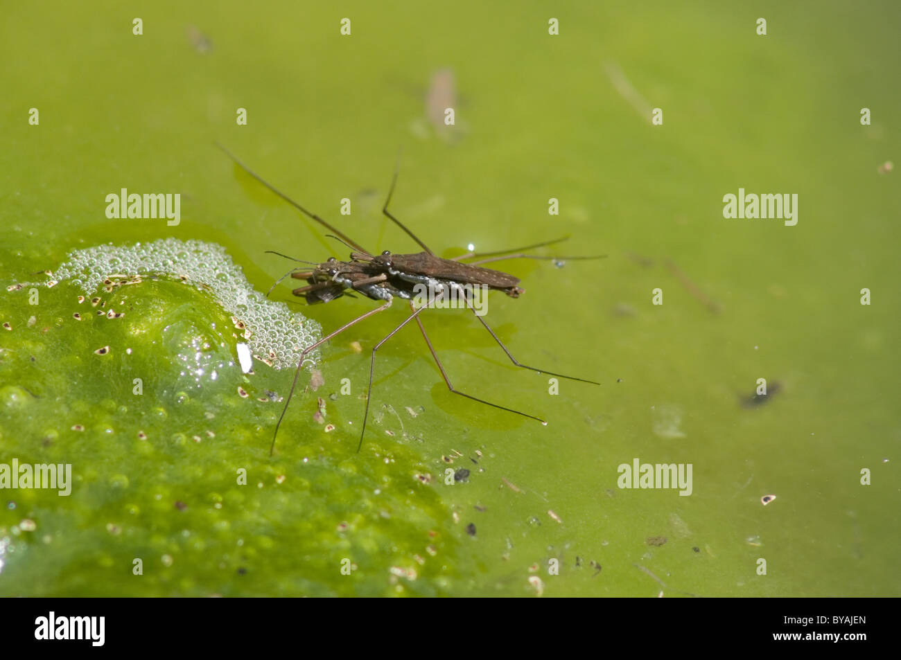 Larvas De Gerridae Metrocoris Mayr (Insecta: Hemiptera: Gerridae) Of