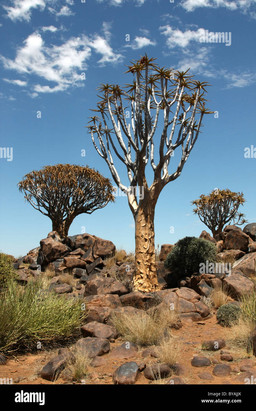Quiver Tree Namibia Stock Photo - Alamy