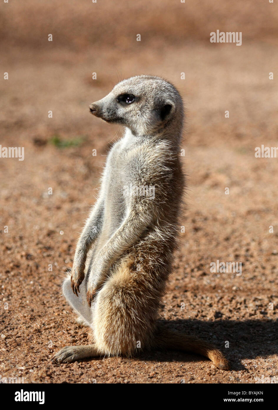 Compare the market meerkat hi-res stock photography and images - Alamy