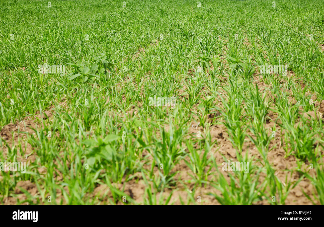 Young green forage grasses growing in the field Stock Photo - Alamy