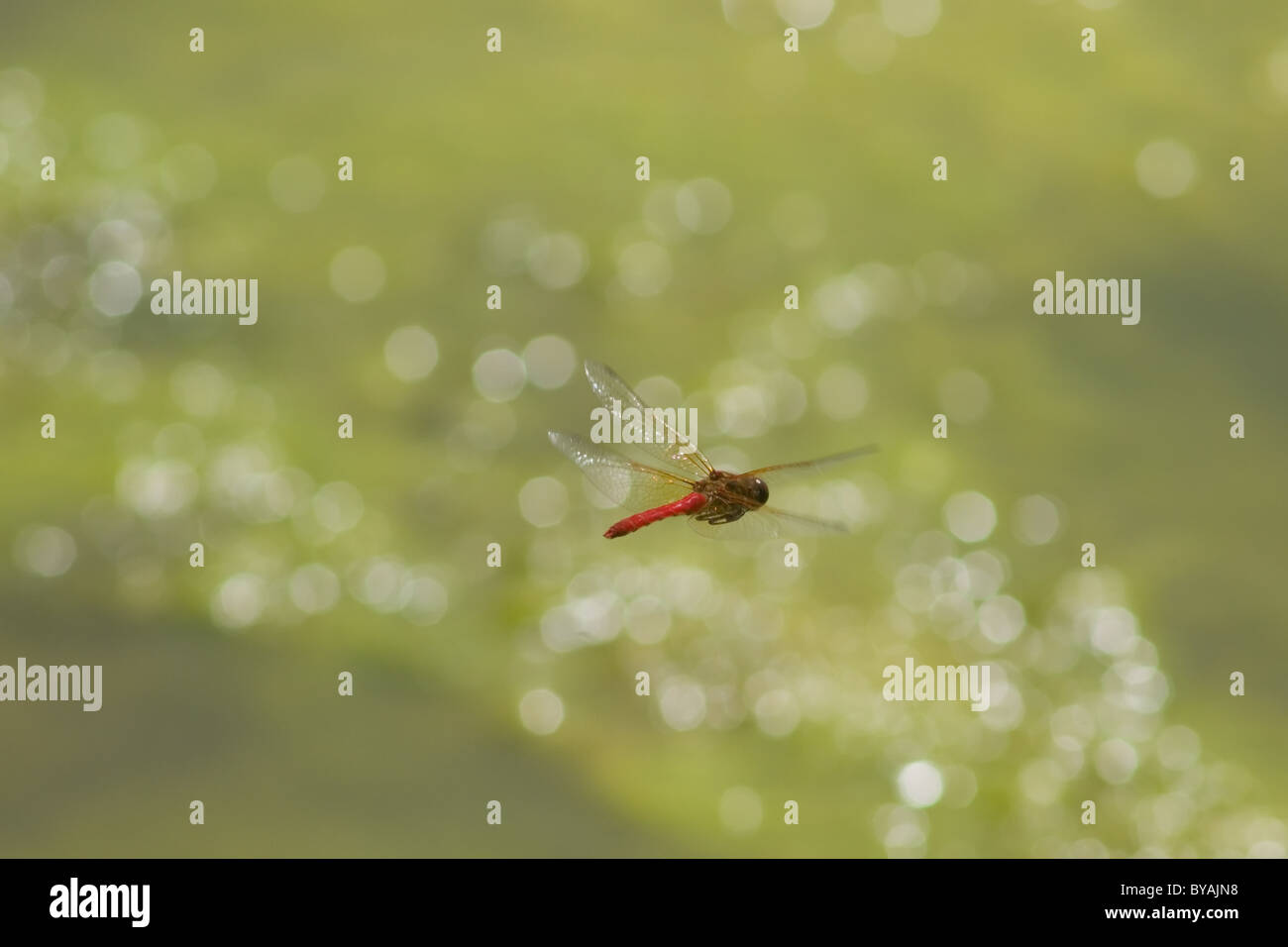 Cardinal Meadowhawk male (Sympetrum illotum Stock Photo - Alamy