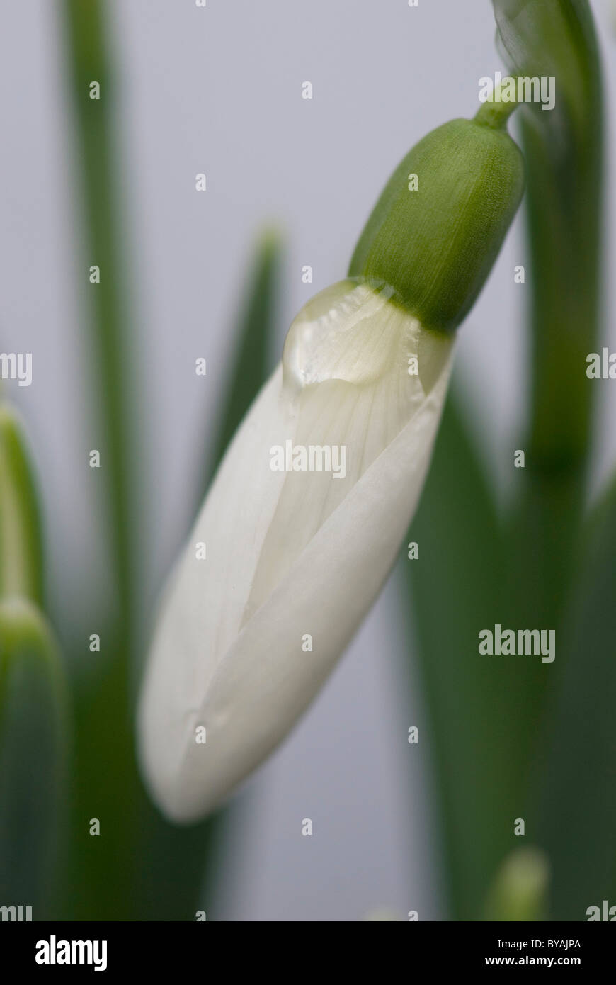 Snowdrop detail hi-res stock photography and images - Alamy