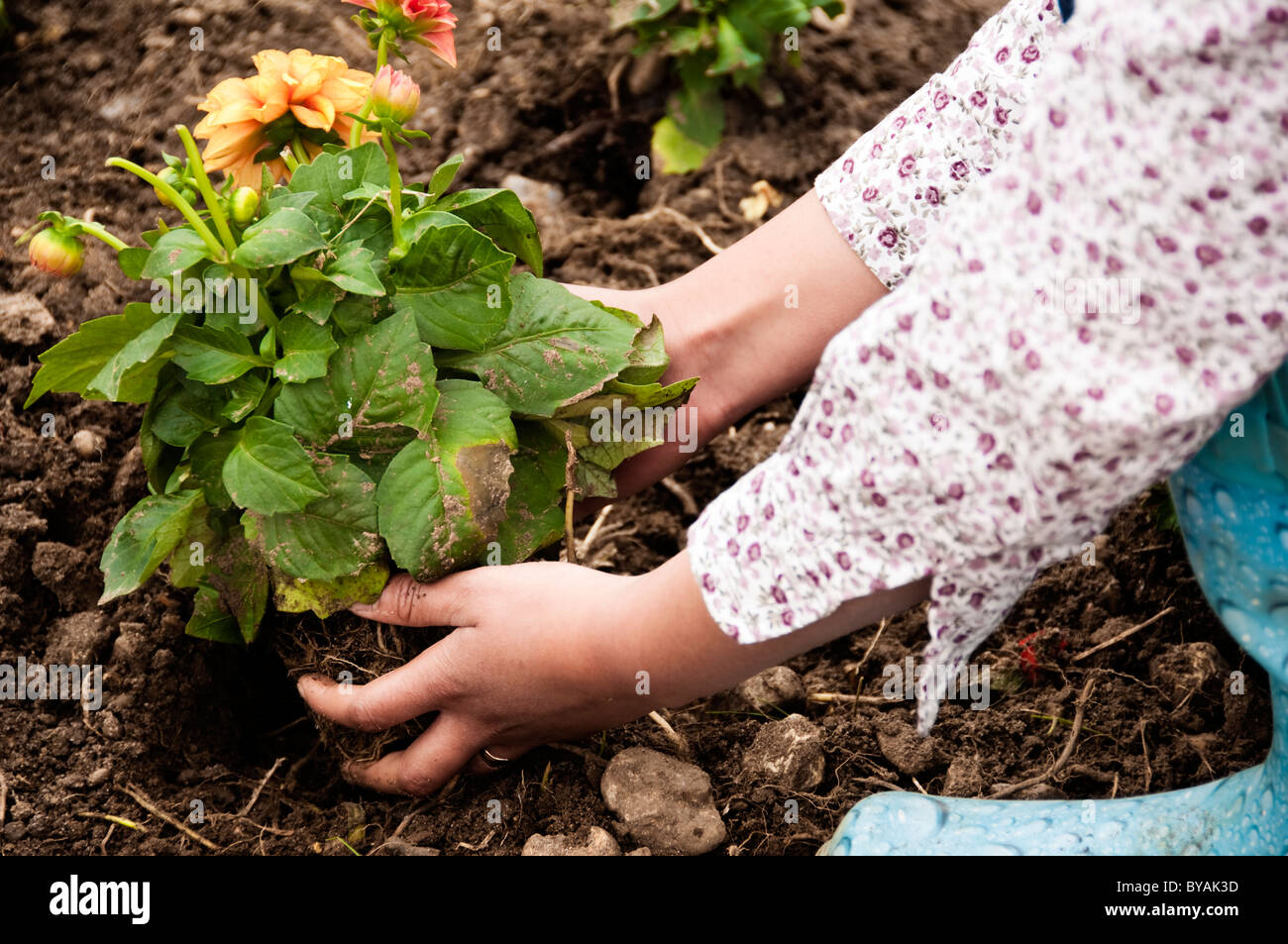 Bedding planting hi-res stock photography and images - Alamy