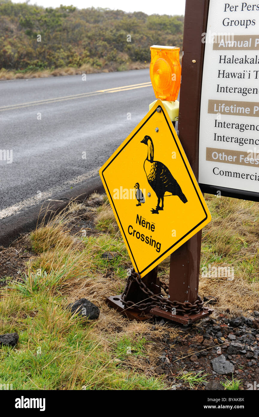 Nene Crossing sign Haleakala National Park Maui Hawaii Stock Photo - Alamy