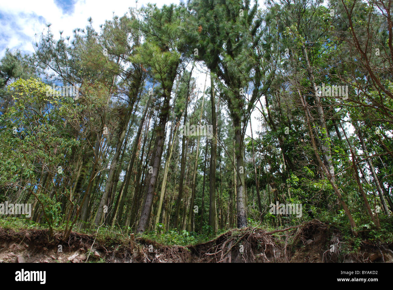 Trees with visible roots Stock Photo - Alamy