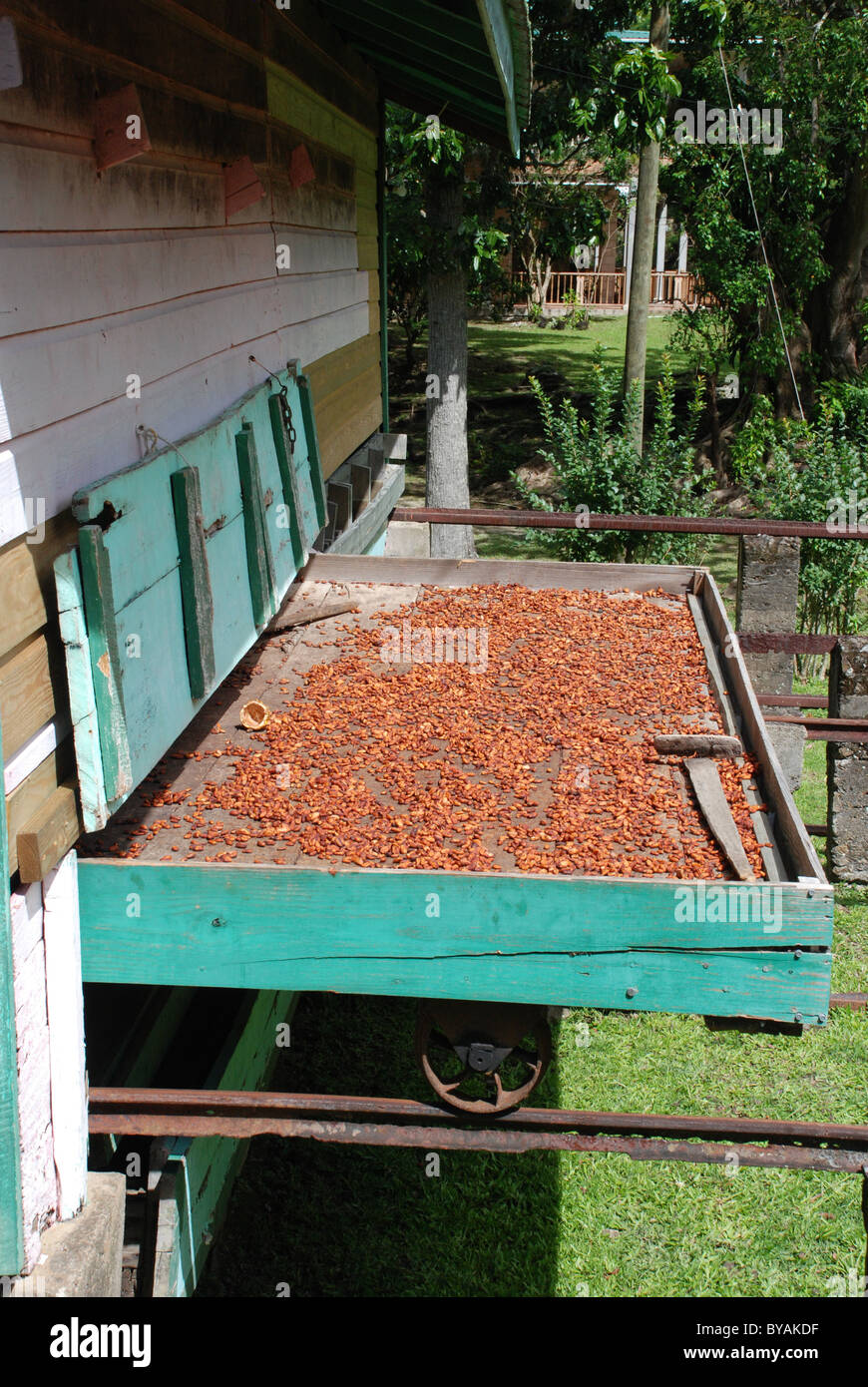 Cocoa beans drying in the sun Stock Photo - Alamy