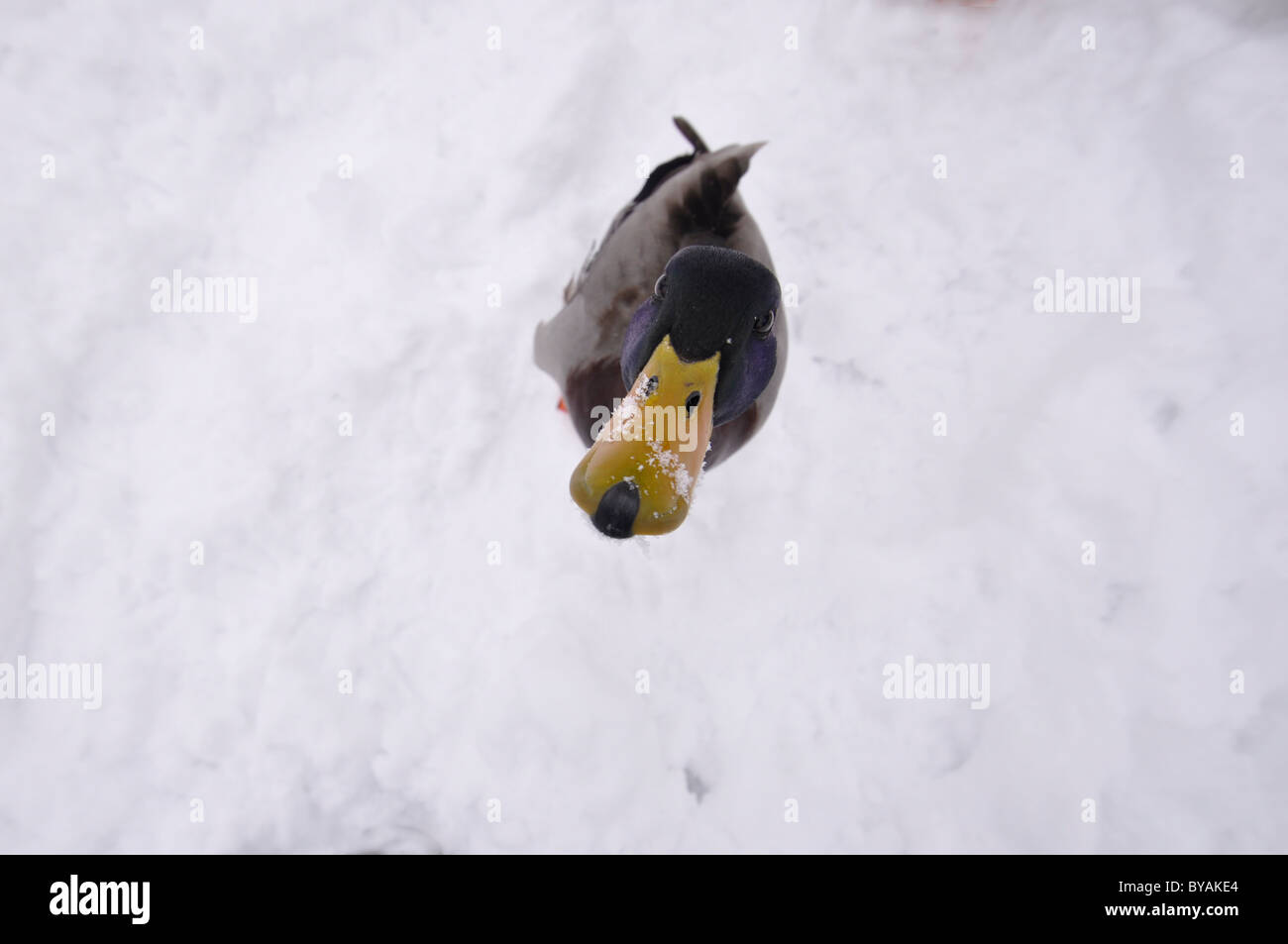 Ducks snow birds menacing hi-res stock photography and images - Alamy