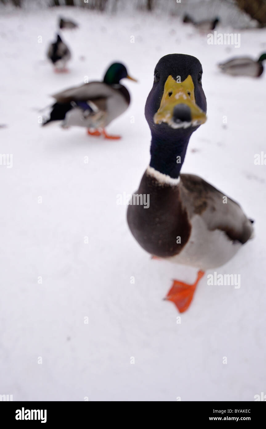 Ducks snow birds menacing hi-res stock photography and images - Alamy