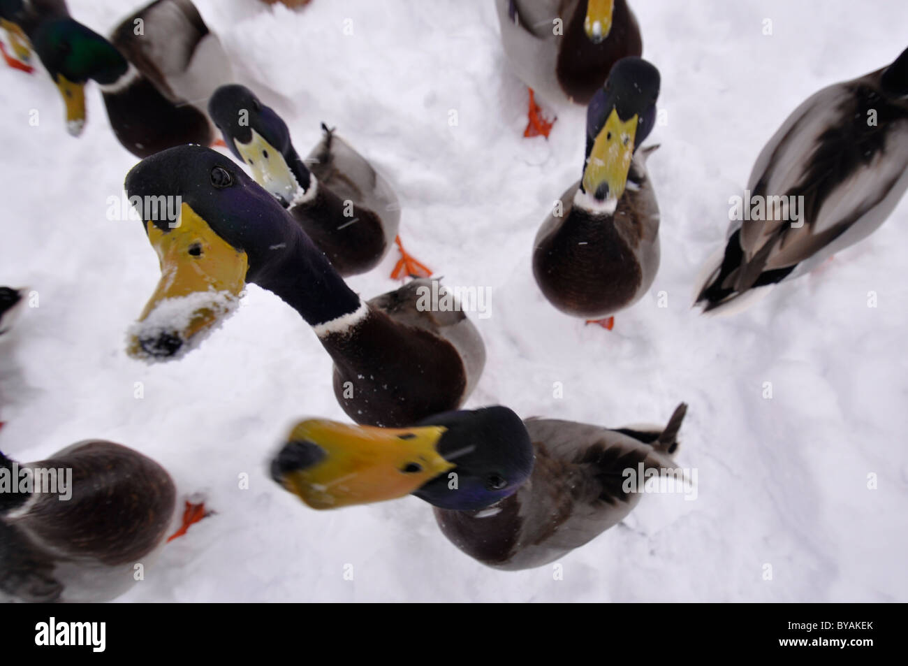 Ducks snow birds menacing hi-res stock photography and images - Alamy