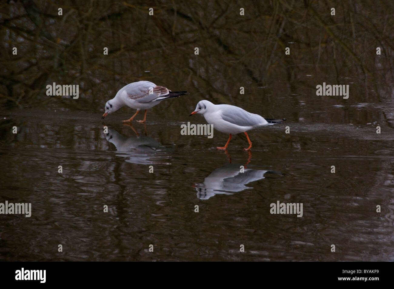 birds on ice reflected Stock Photo - Alamy