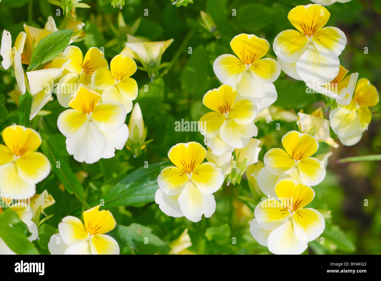 Viola pedunculata hi-res stock photography and images - Alamy