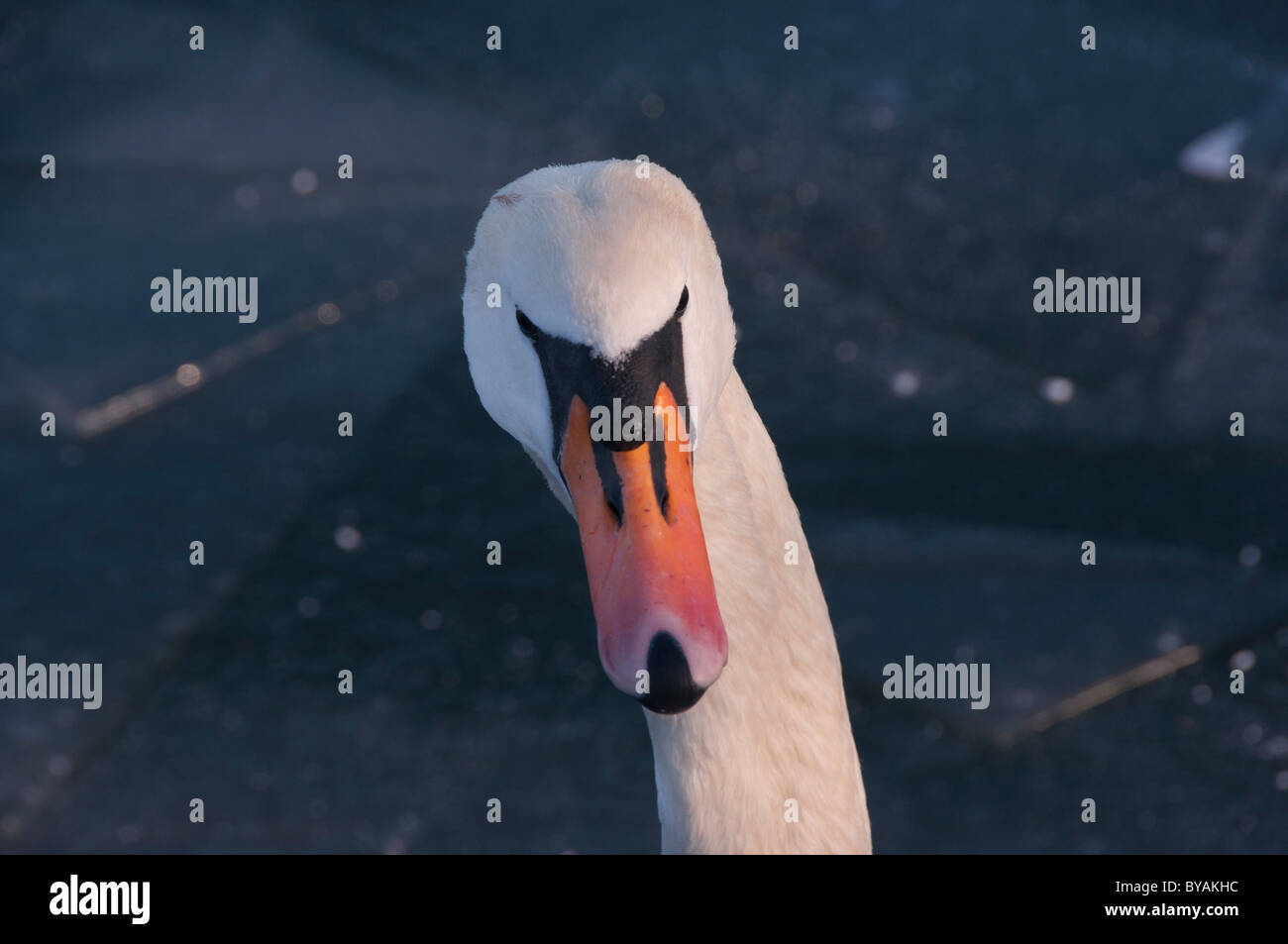 Swan looking directly into camera with frozen river in the background ...