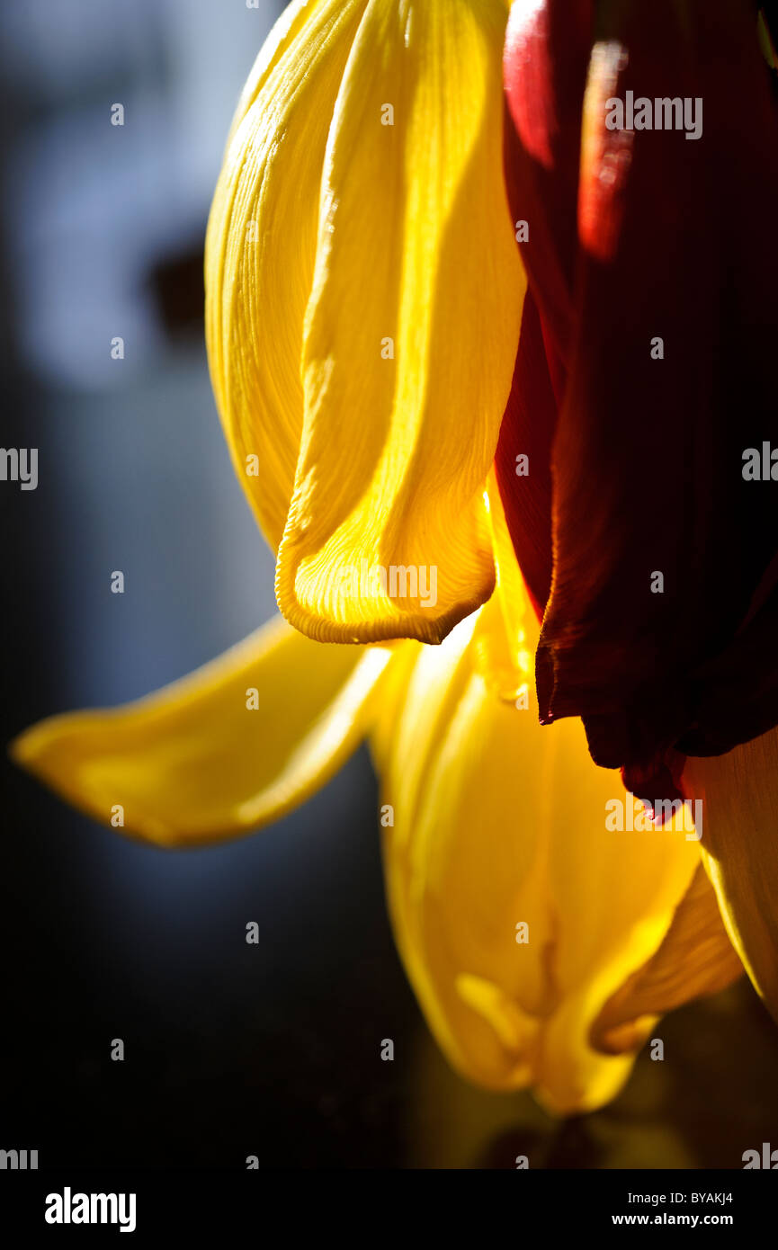 Photographs of hanging tulips from a vase indoors in sunlight Stock ...