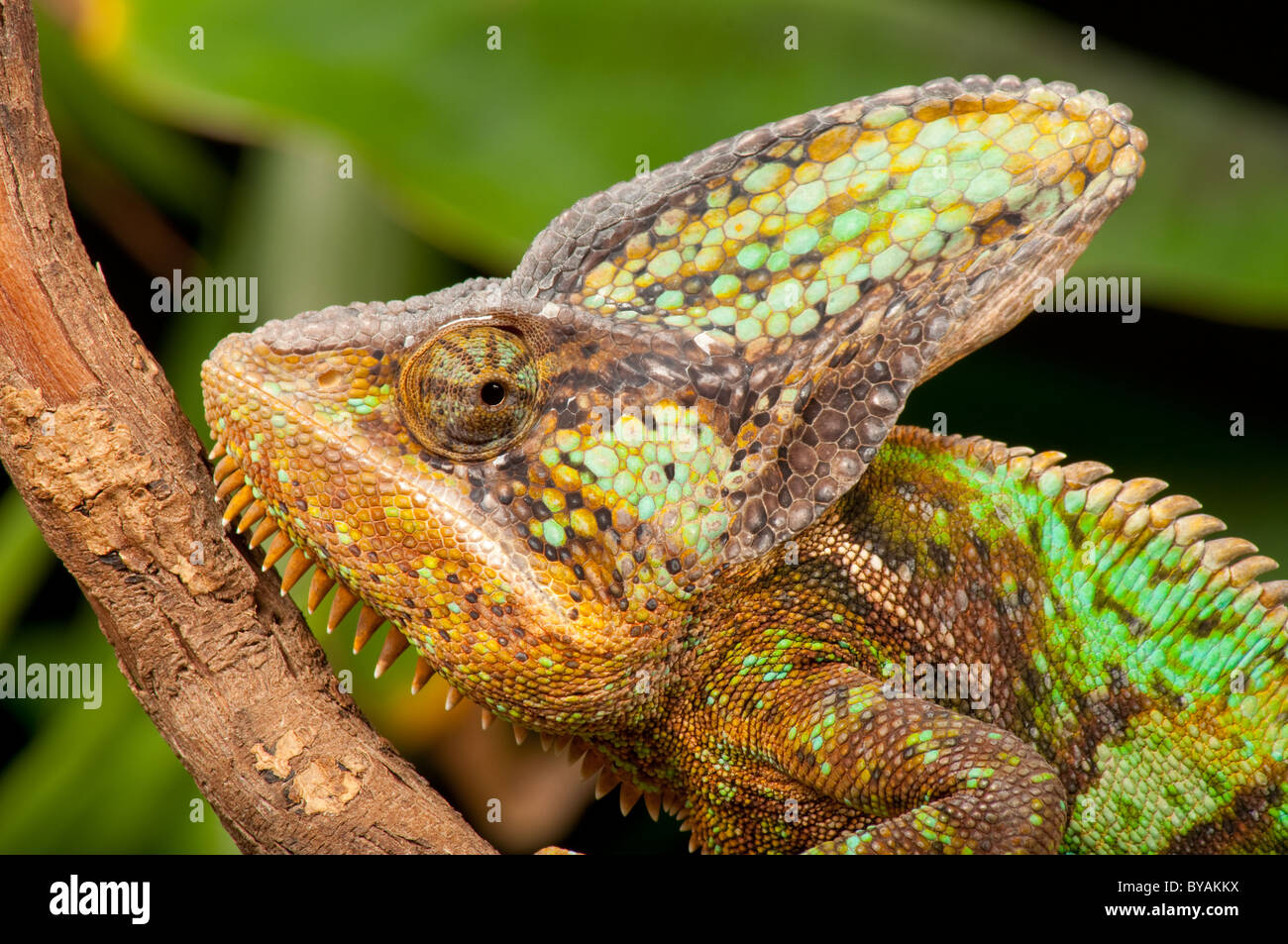 Profile of chameleon hi-res stock photography and images - Alamy