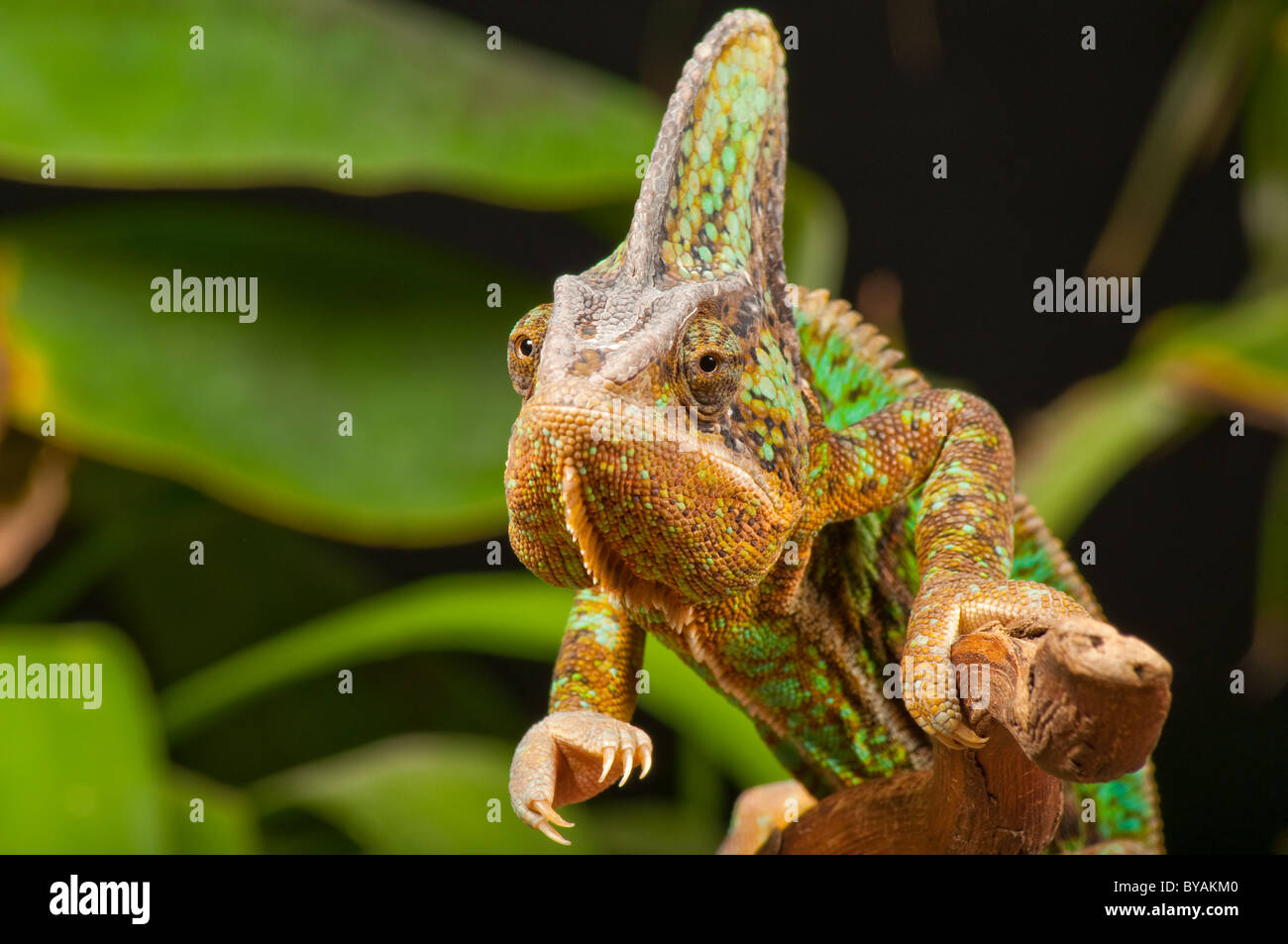 Reptile claw hi-res stock photography and images - Alamy