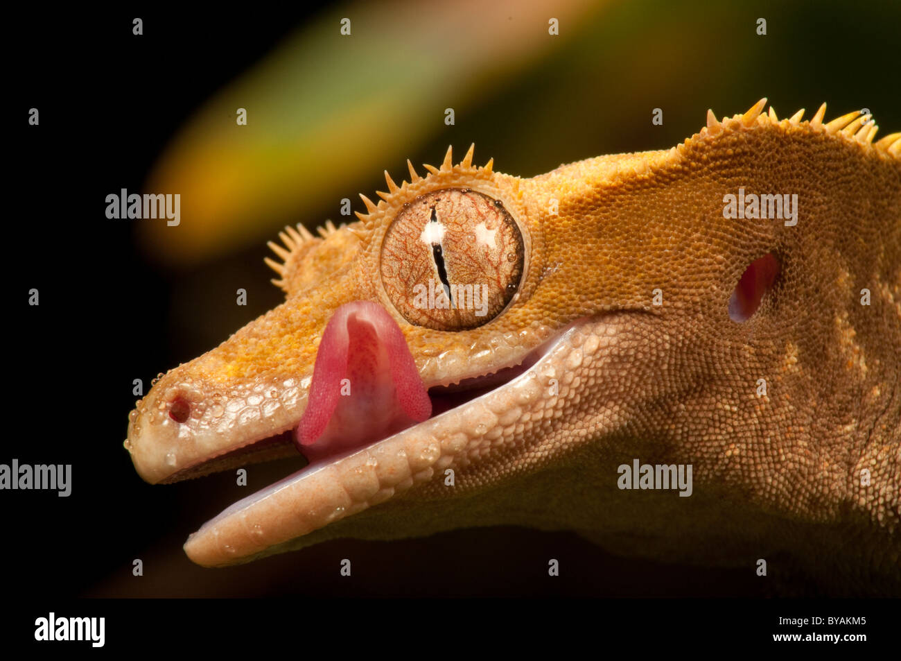 Gecko reptile terrarium tongue hi-res stock photography and images - Alamy