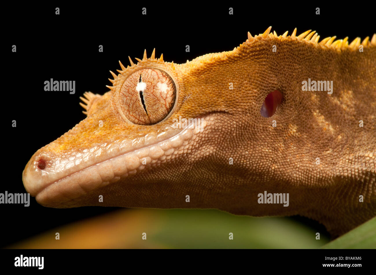 Gecko eye hi-res stock photography and images - Alamy