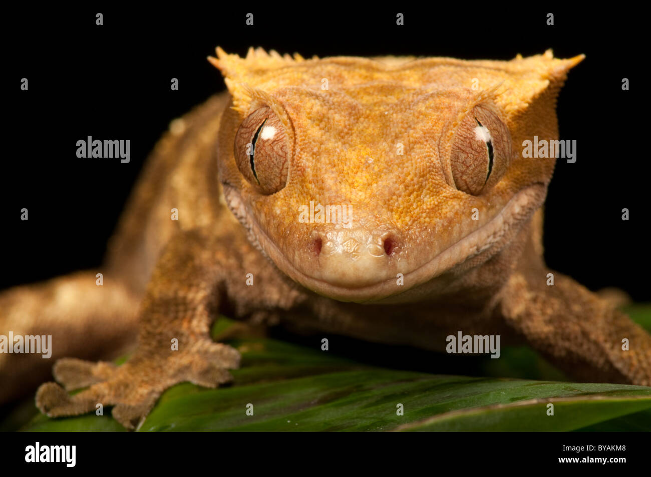 Smiling Gecko. Gecko staring into camera Stock Photo - Alamy