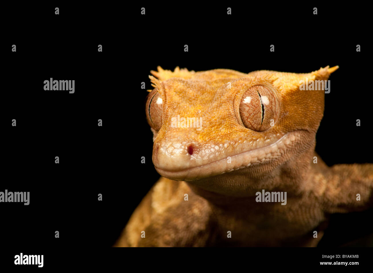 Gecko on Black Background Stares Across Camera Stock Photo - Alamy