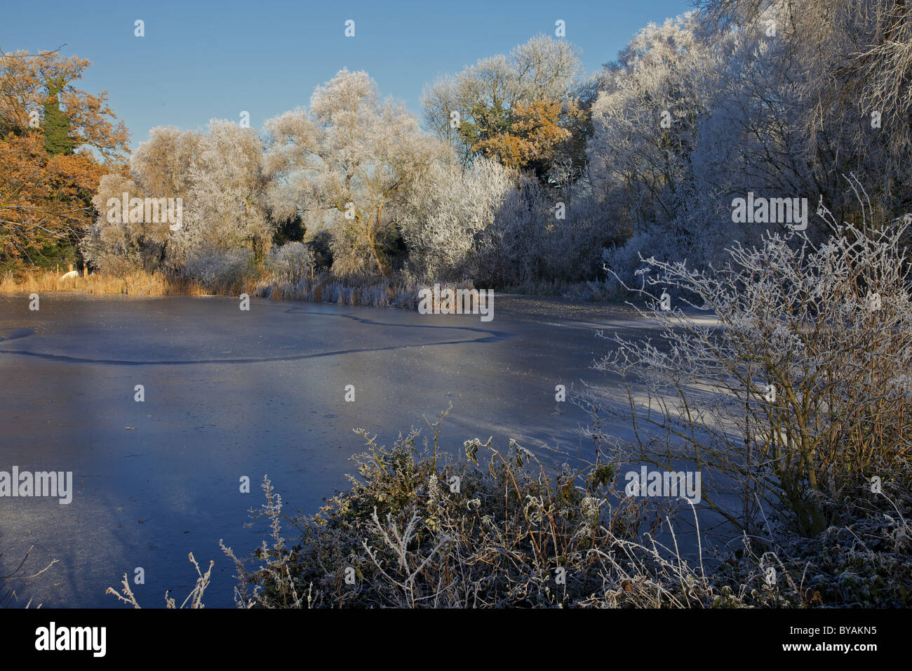 Trees covered in ice crystals, and a frozen fishing lake, Bedfordshire ...