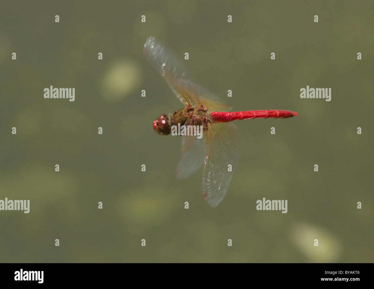 Photo of a Cardinal Meadowhawk male (Sympetrum illotum) flying Stock ...