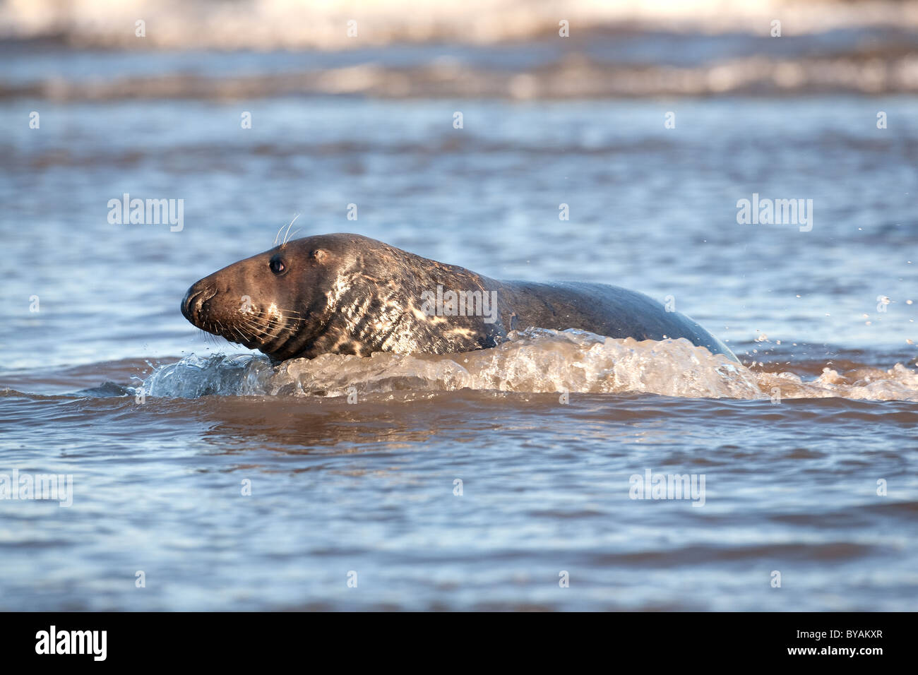 Large bull seals hi-res stock photography and images - Alamy