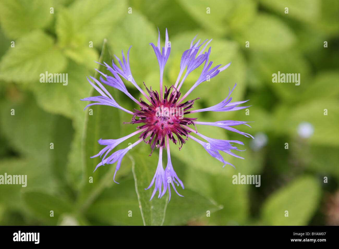 centaurea in bloom Stock Photo - Alamy