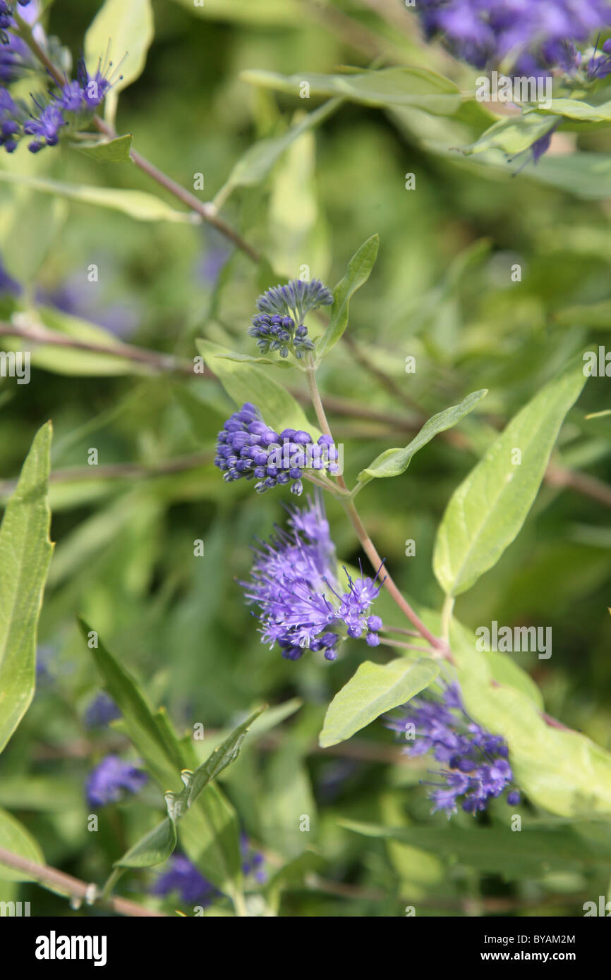 Caryopteris hi-res stock photography and images - Alamy