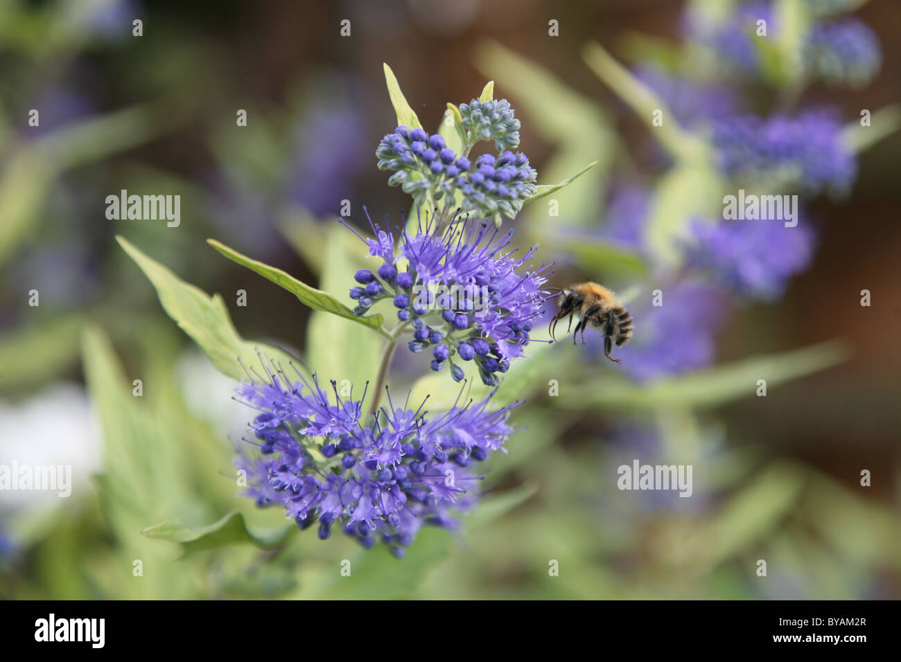 Caryopteris hi-res stock photography and images - Alamy