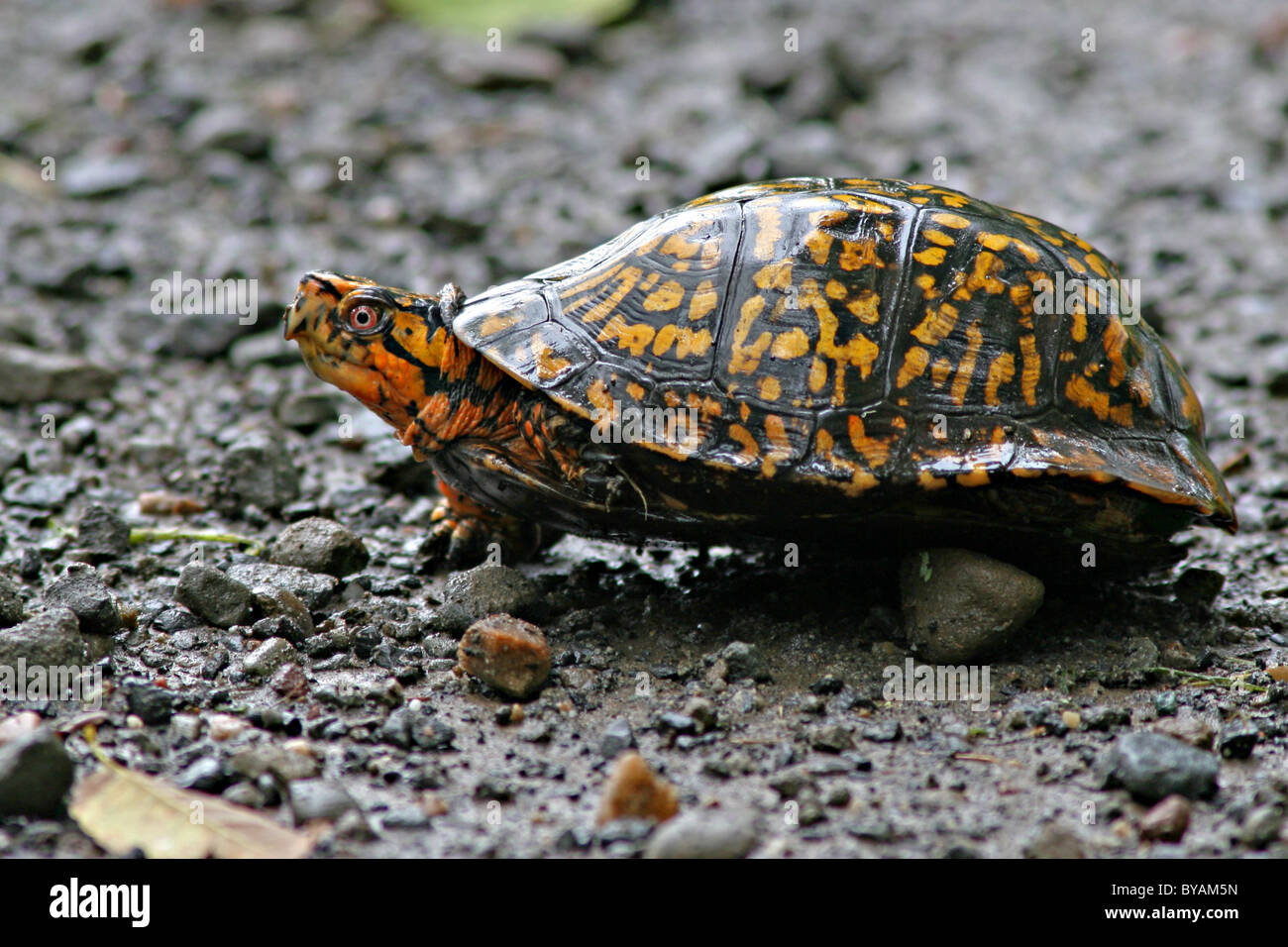 Box turtle eye hi-res stock photography and images - Alamy