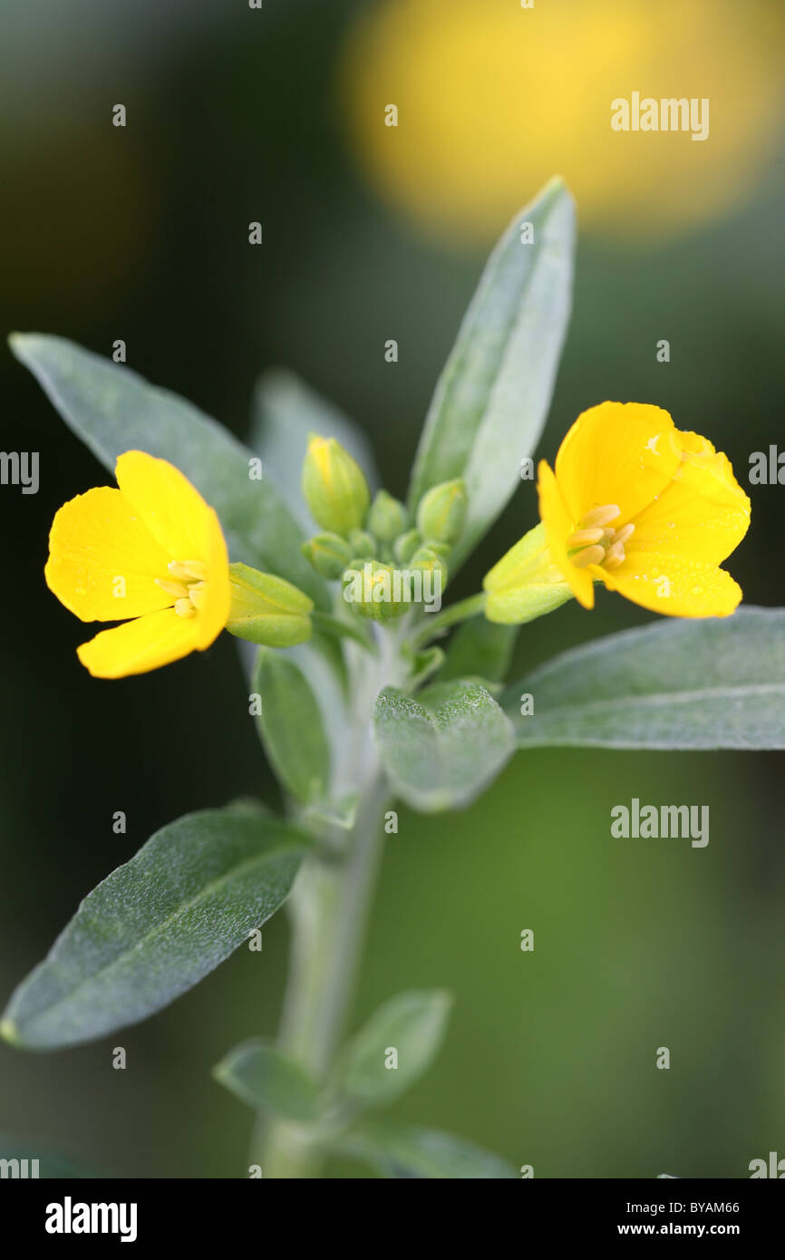 Yellow flowering wallflower hi-res stock photography and images - Alamy