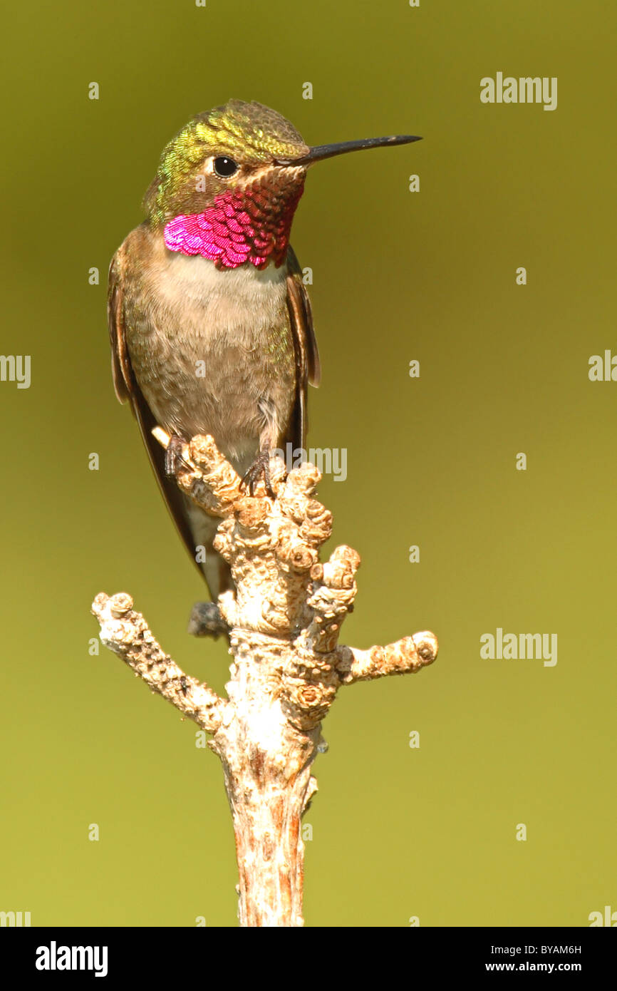 A male Broad-tailed Hummingbird sitting boldly on perch Stock Photo - Alamy