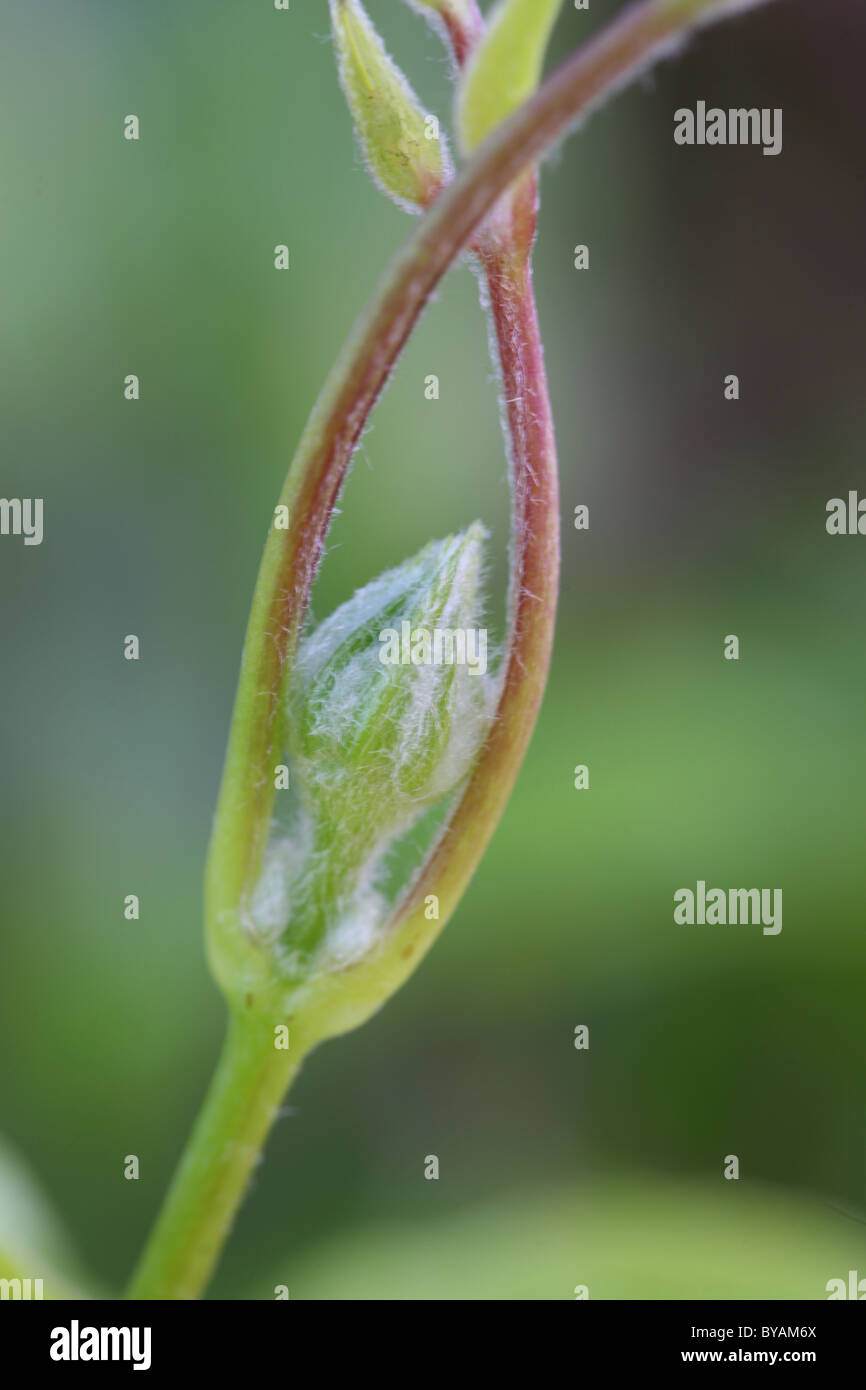 clematis bud and twisting stems Stock Photo - Alamy