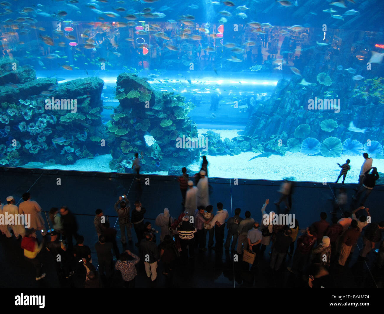 Dubai aquarium and underwater zoo hi-res stock photography and images ...