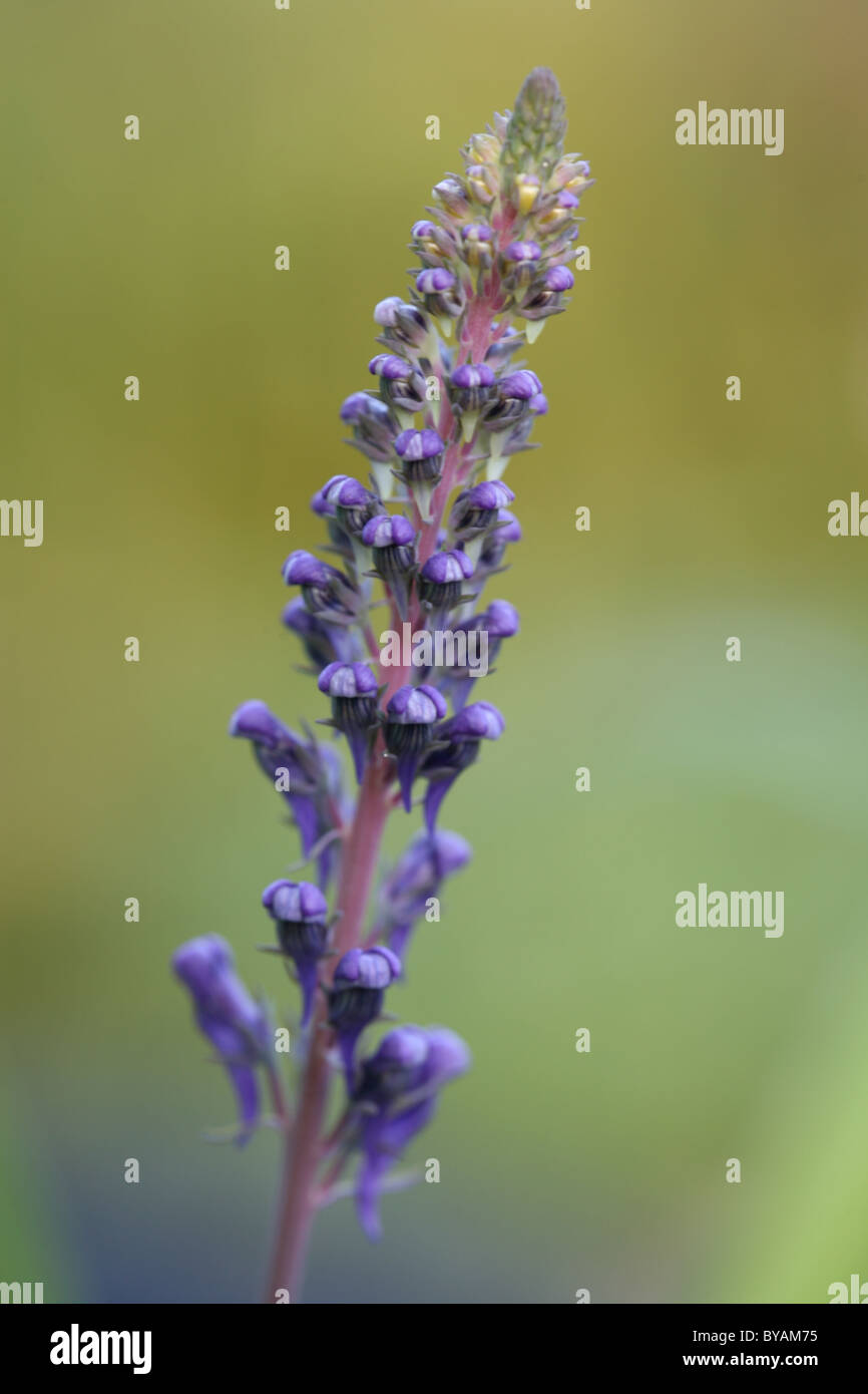 Purple toadflax linaria hi-res stock photography and images - Alamy