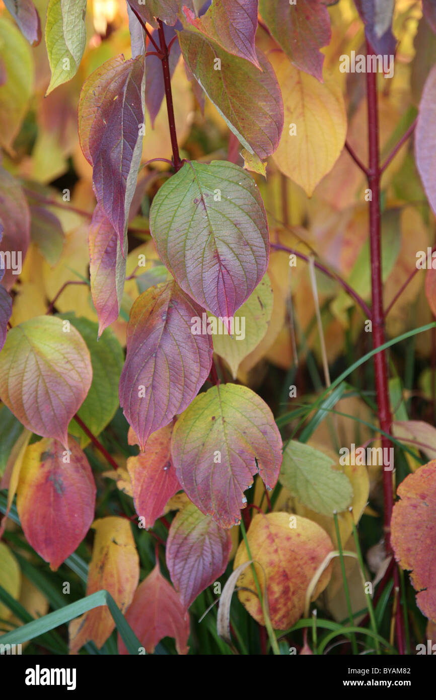 Purple dogwood hi-res stock photography and images - Alamy