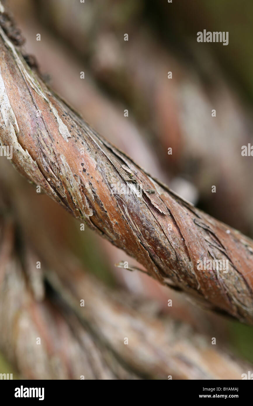 lonicera honeysuckle twisting stems Stock Photo - Alamy