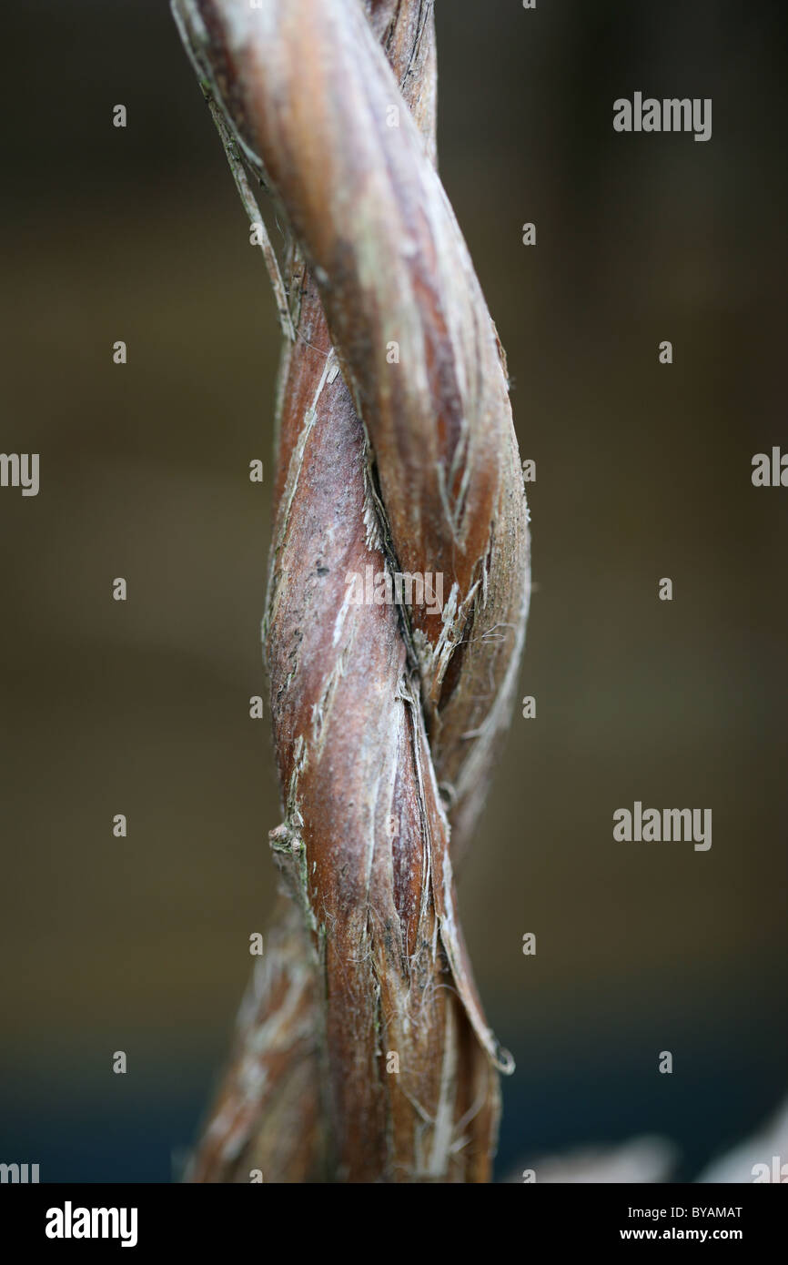 Twisting stem hi-res stock photography and images - Alamy