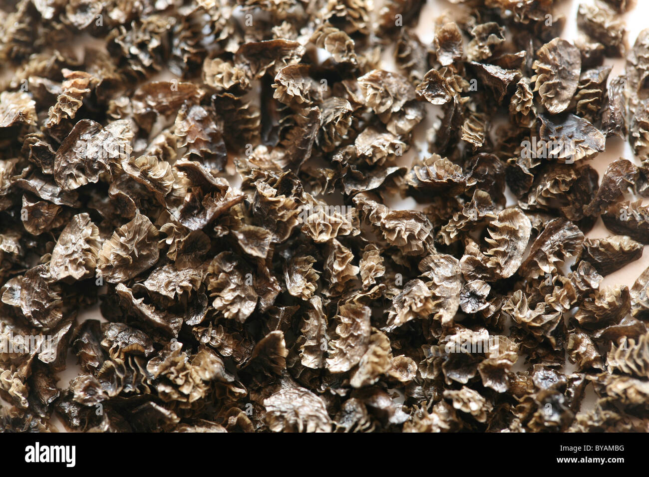 aconitum monkshood seeds Stock Photo - Alamy