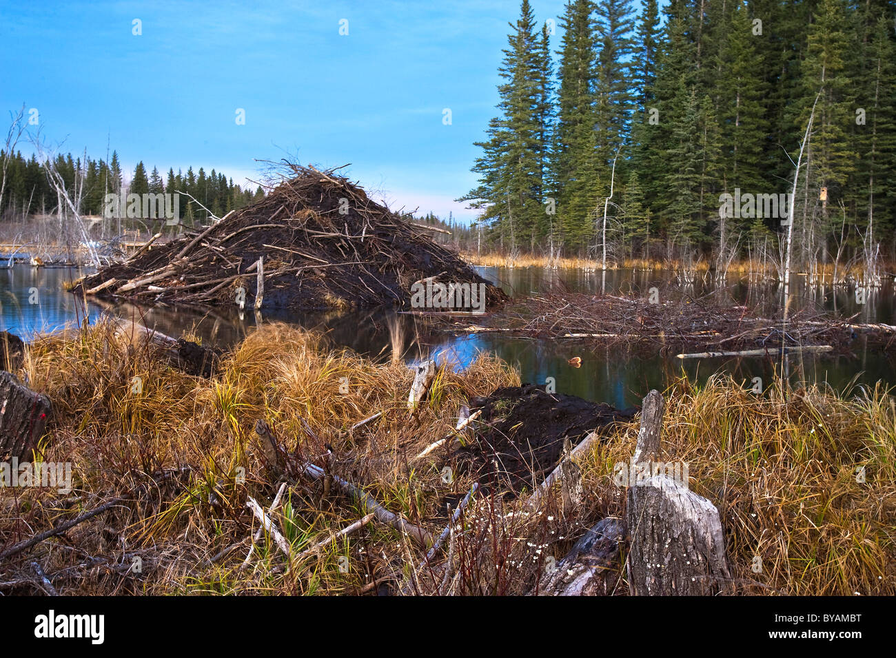 A fall landscape image of a beaver house Stock Photo - Alamy